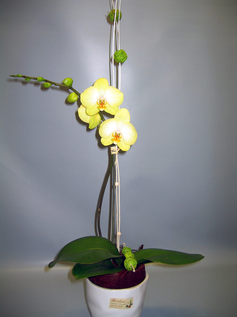Orchidée jaune P10 - Bardou Fleuriste